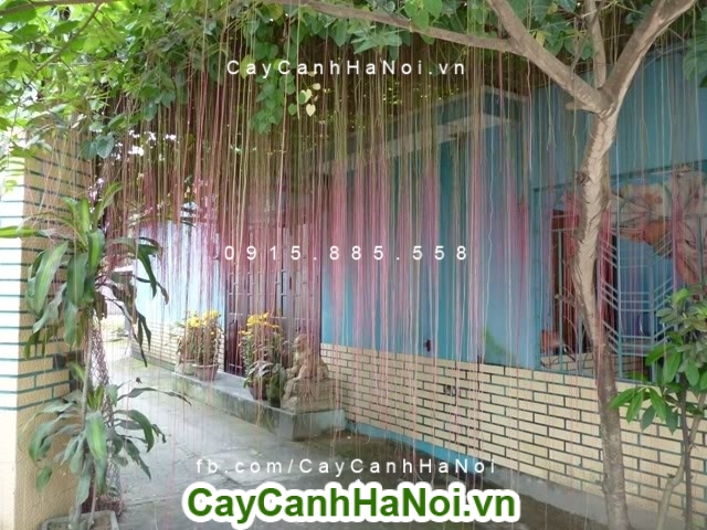 Ý nghĩa của cây mành mành phong thủy: Tình yêuvà sự gắn bó